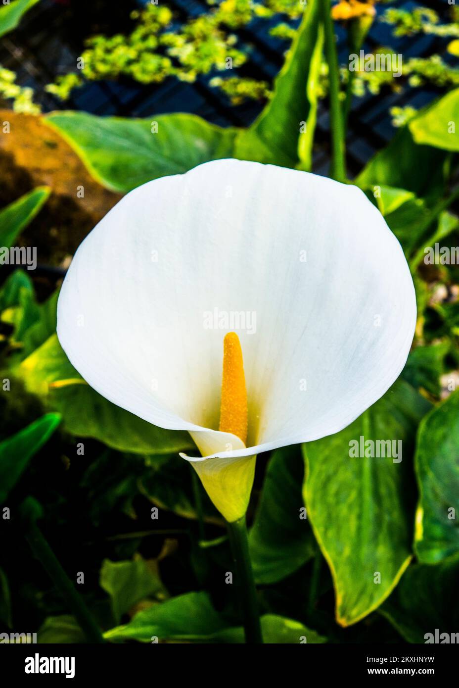 Greeny flower hi-res stock photography and images - Alamy