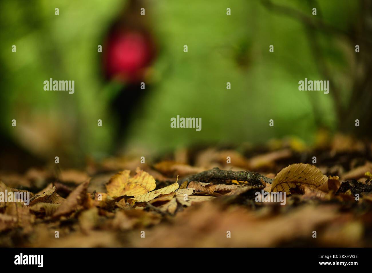 The colors of autumn in the Maksimir park, in Zagreb, Croatia, on Sep ...