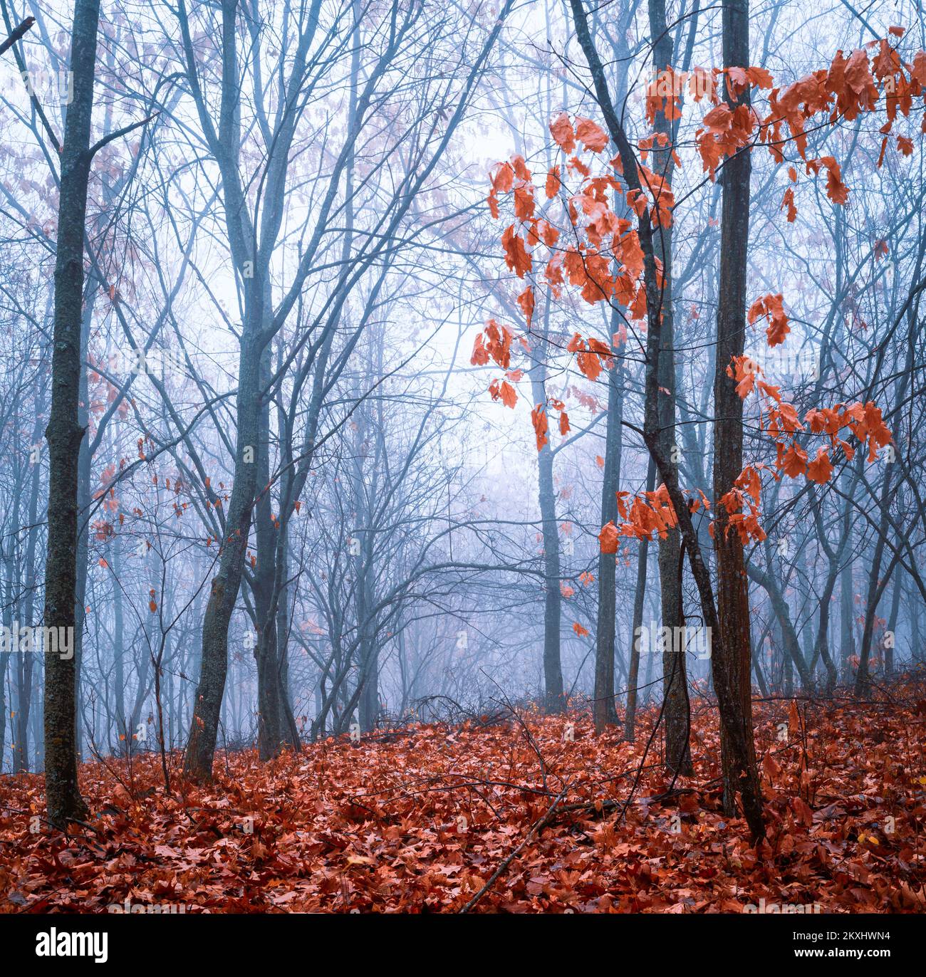 Foggy Dirt Road Beautiful Scene Misty dusk beech Autumn landscape ...