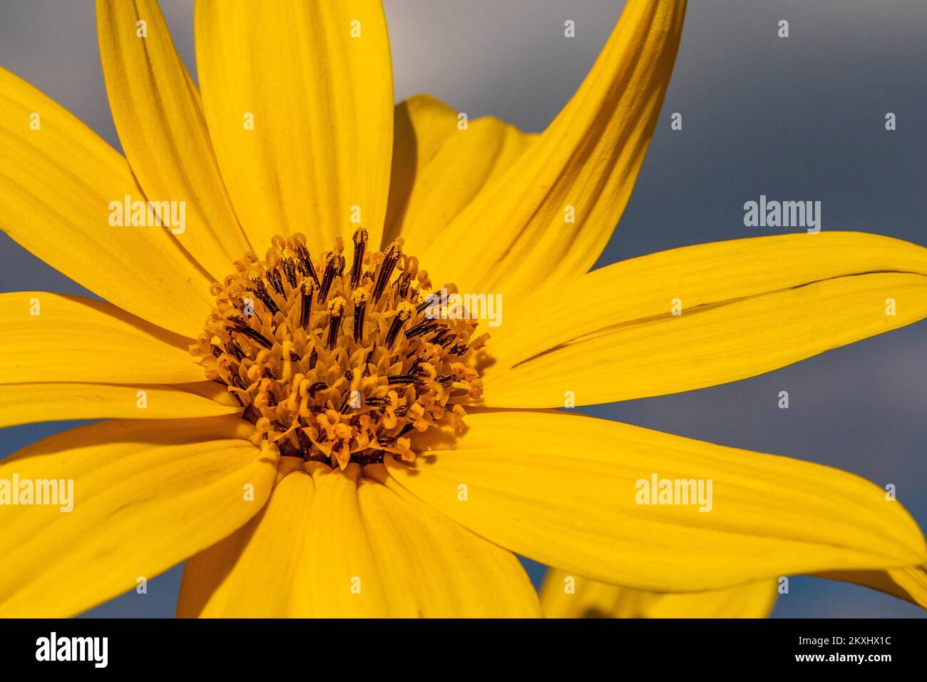 Fields of yellow flowers on the banks of river Mirna , in Livade ...