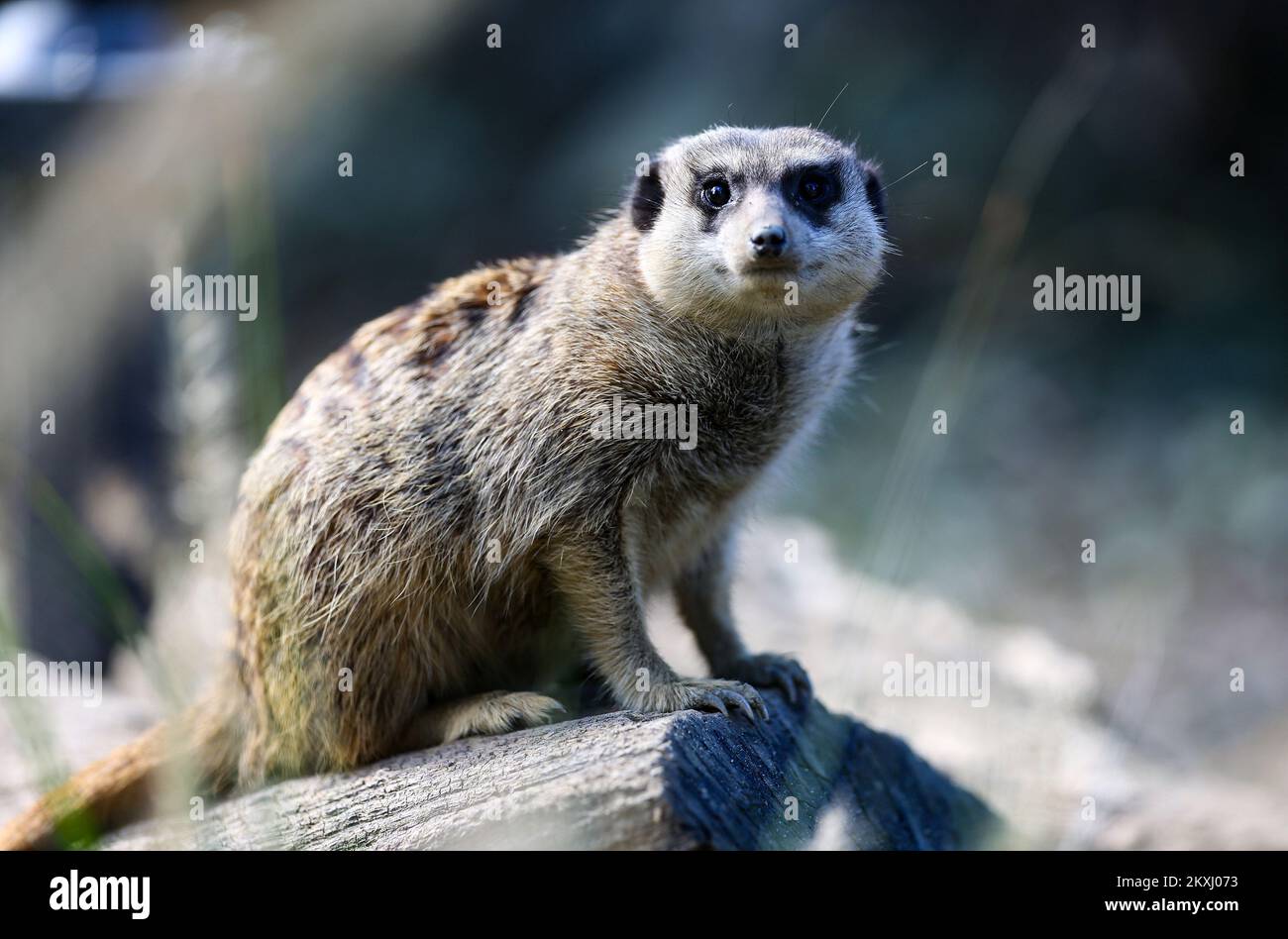 Merkat (Meerkat) is pictured on World Animal Day in Zagreb Zoo, Croatia ...
