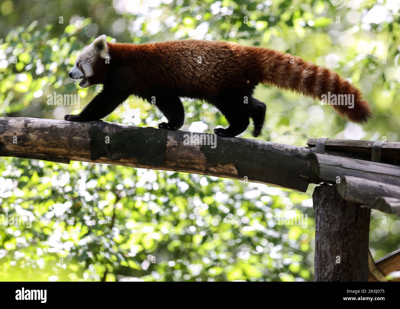 Red panda (Ailurus fulgens) is pictured on World Animal Day in Zagreb ...