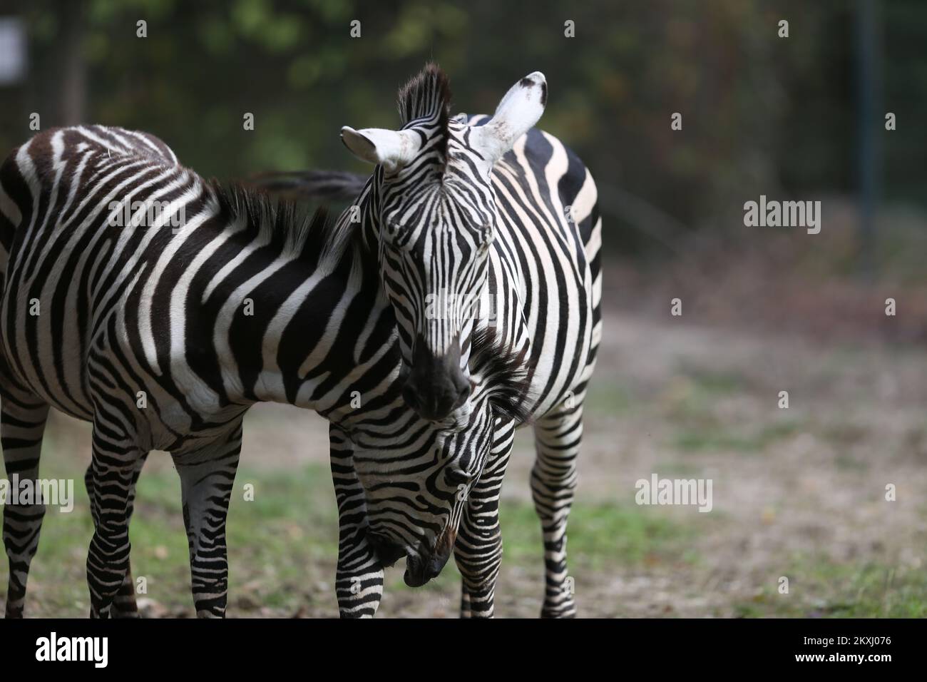 Zebras (subgenus Hippotigris) are pictured on World Animal Day in ...