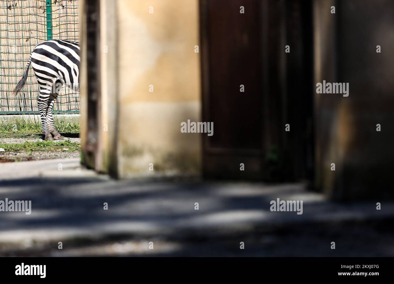 Zebras (subgenus Hippotigris) are pictured on World Animal Day in ...