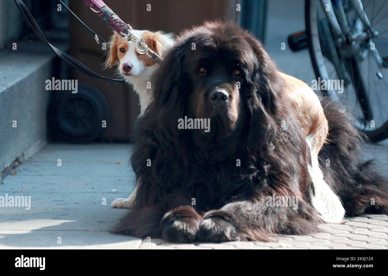 Small dog waiting for the owner sat down on his friend, a big dog in ...