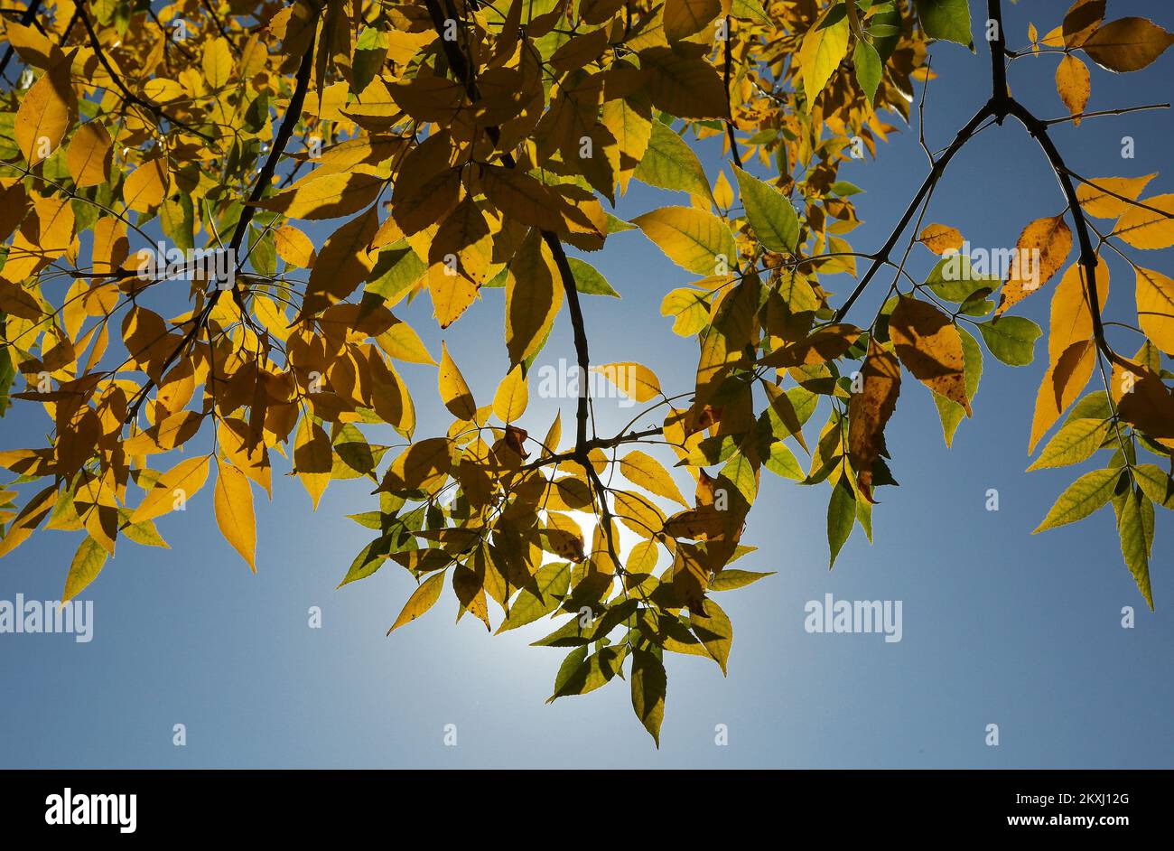 Colored autumn canopies bathed in the sun in Zagreb, Croatia on October ...