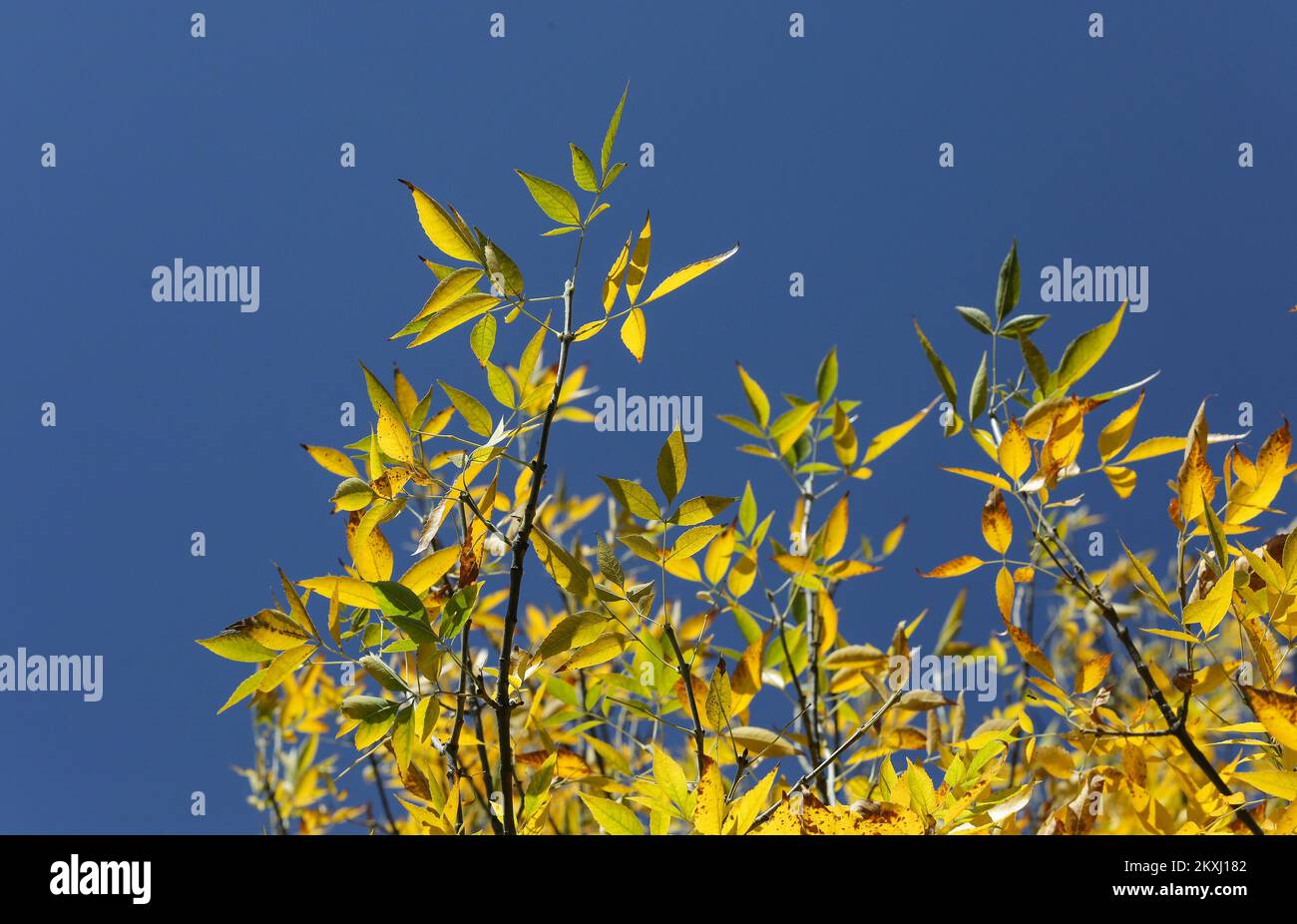 Colored autumn canopies bathed in the sun in Zagreb, Croatia on October ...