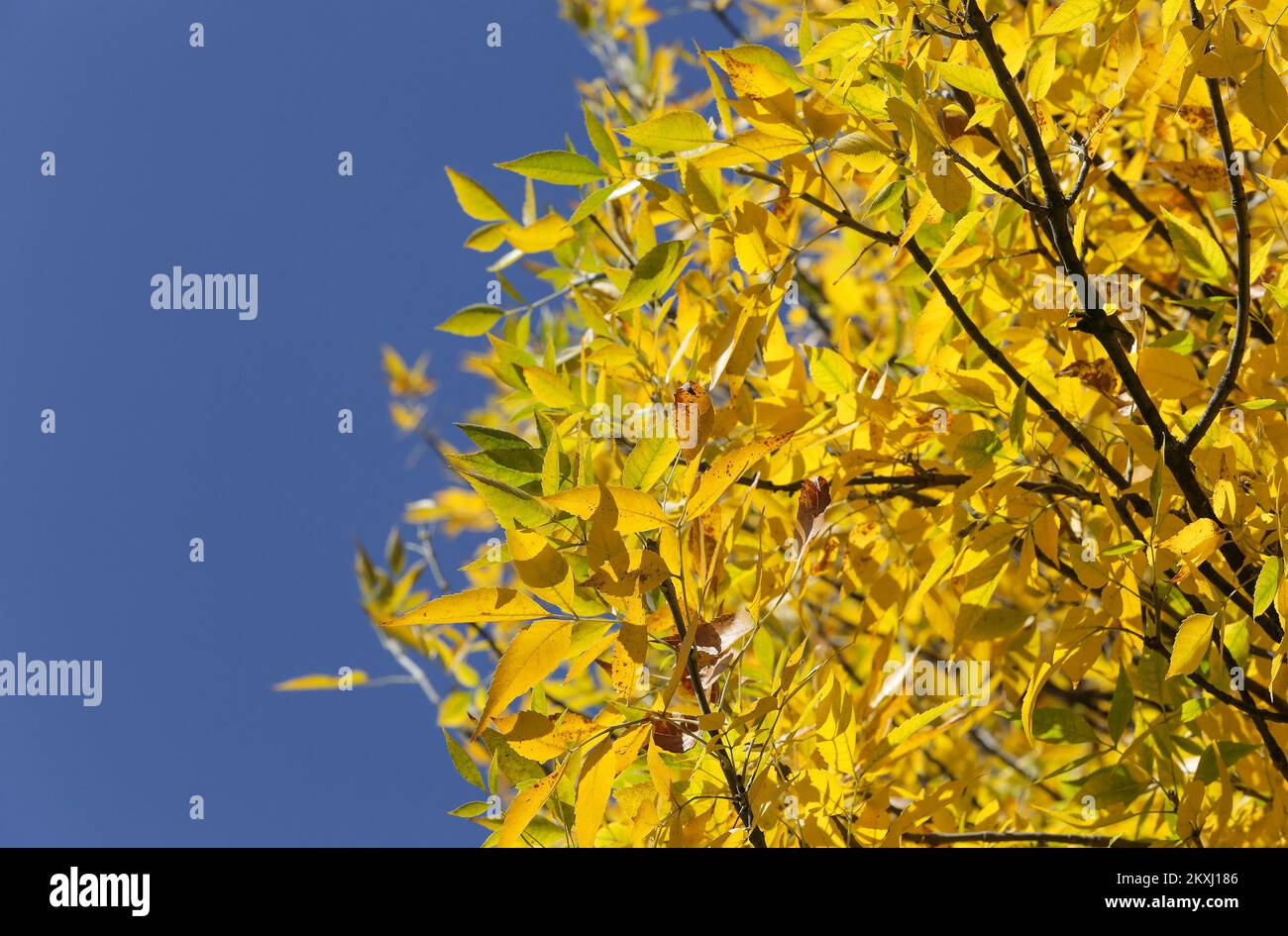 Colored autumn canopies bathed in the sun in Zagreb, Croatia on October ...