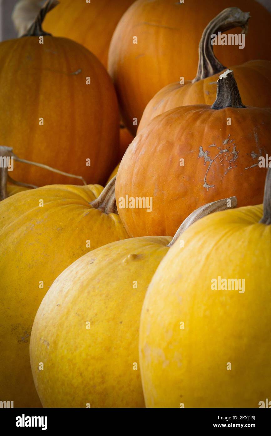 Colorful and various types of pumpkins in Cepinski Martinci village in ...