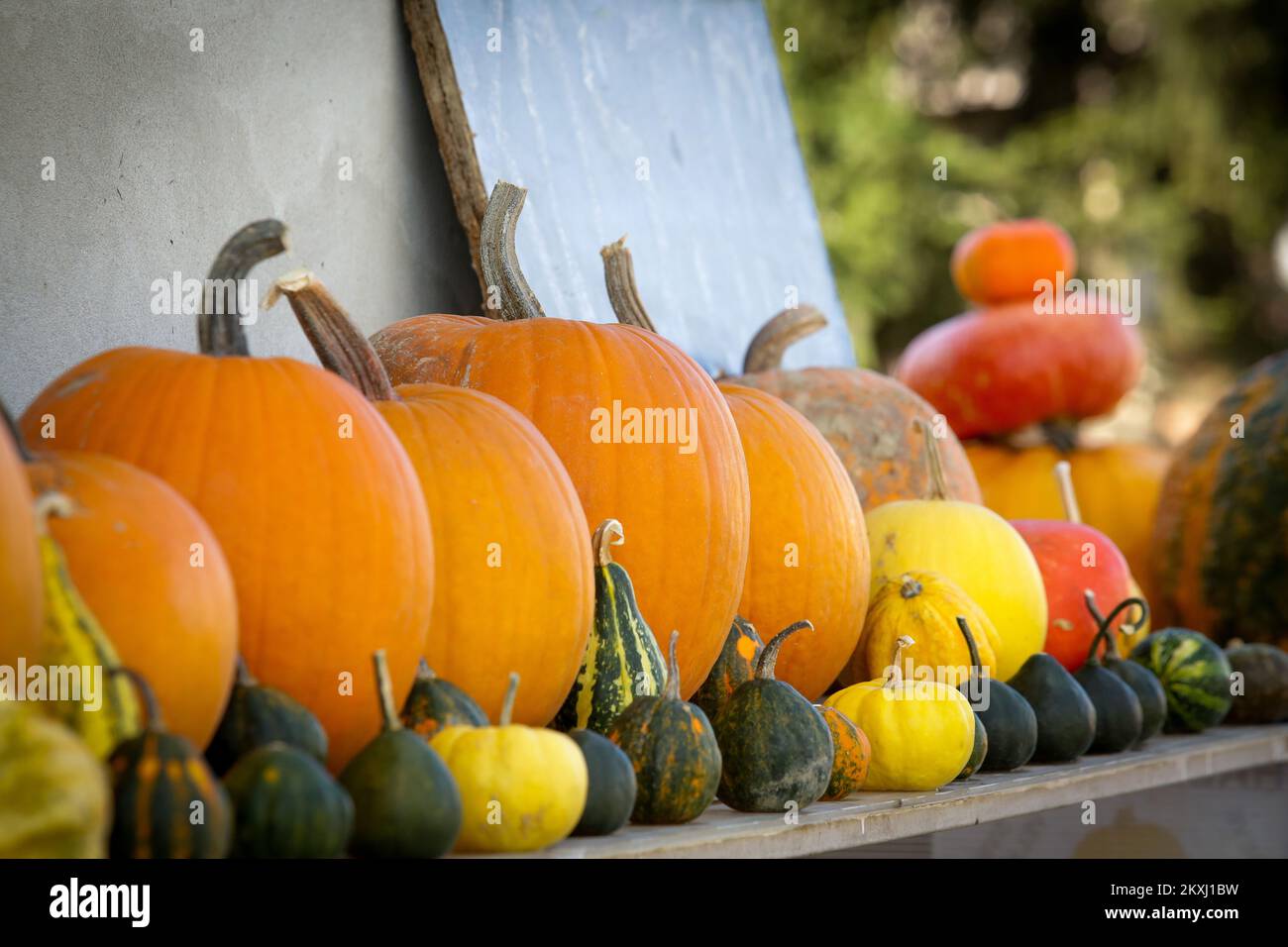 Colorful and various types of pumpkins in Cepinski Martinci village in ...