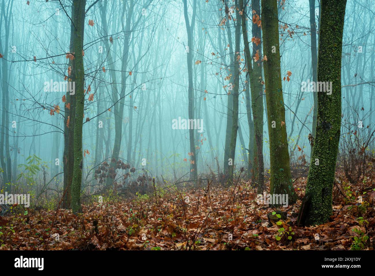Foggy Dirt Road Beautiful Scene Misty dusk beech Autumn landscape ...
