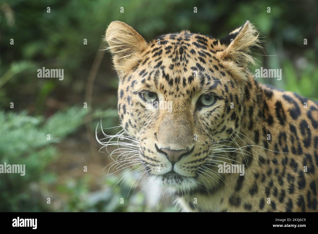 A Chinese Leopard cub (Panthera pardus japonensis) is puctured during ...