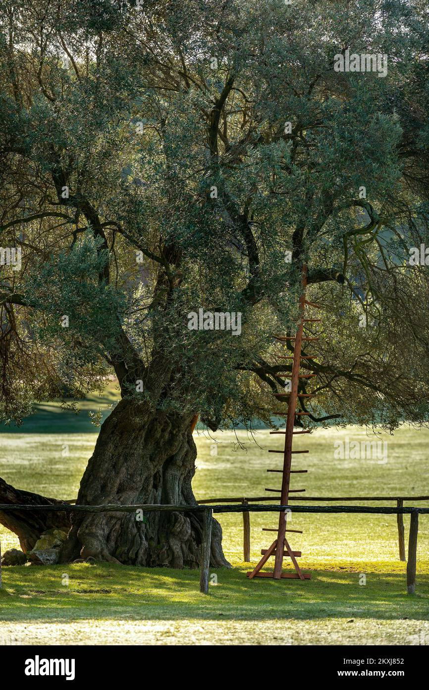 A photo taken on October 21, 2020. shows one of the oldest olive trees ...