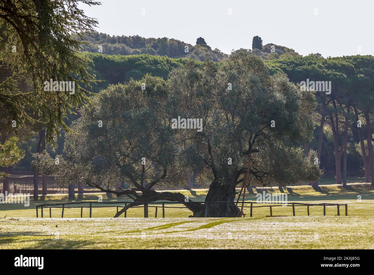 A photo taken on October 21, 2020. shows one of the oldest olive trees ...