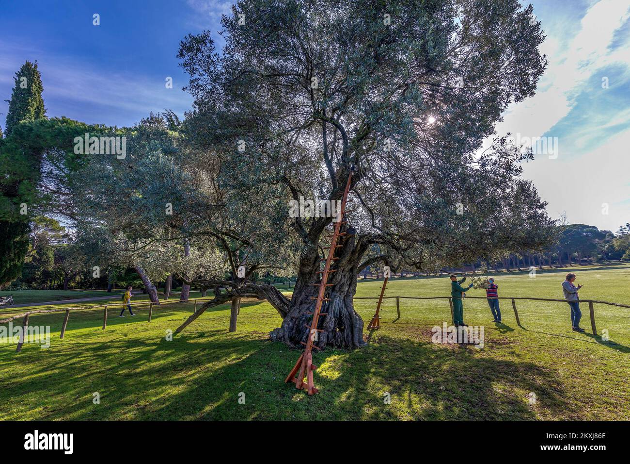 A photo taken on October 21, 2020. shows one of the oldest olive trees ...