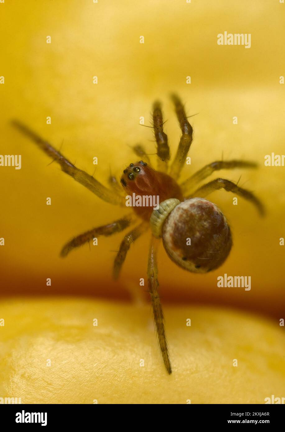 A small spider, 2 millimeters in size, with a larva of a parasitic wasp ...