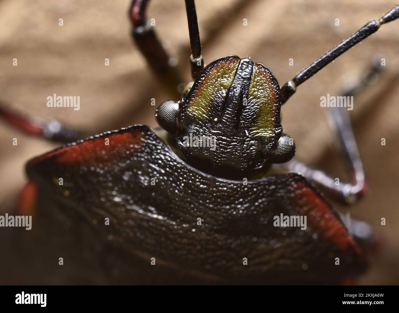 Photo taken on October 22, 2020 shows Rhaphigaster nebulosa, common ...