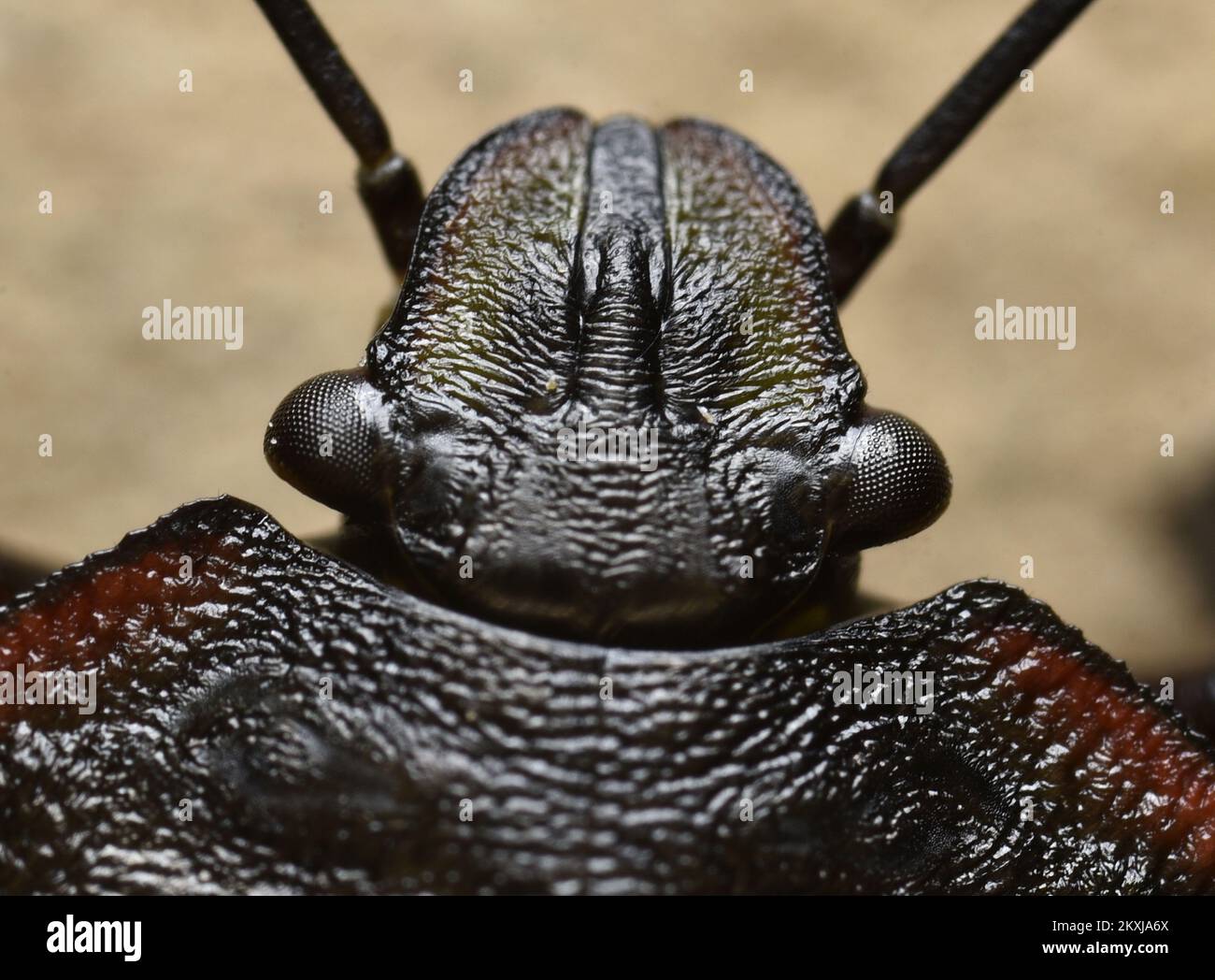 Pentatomidae insekt hi-res stock photography and images - Alamy
