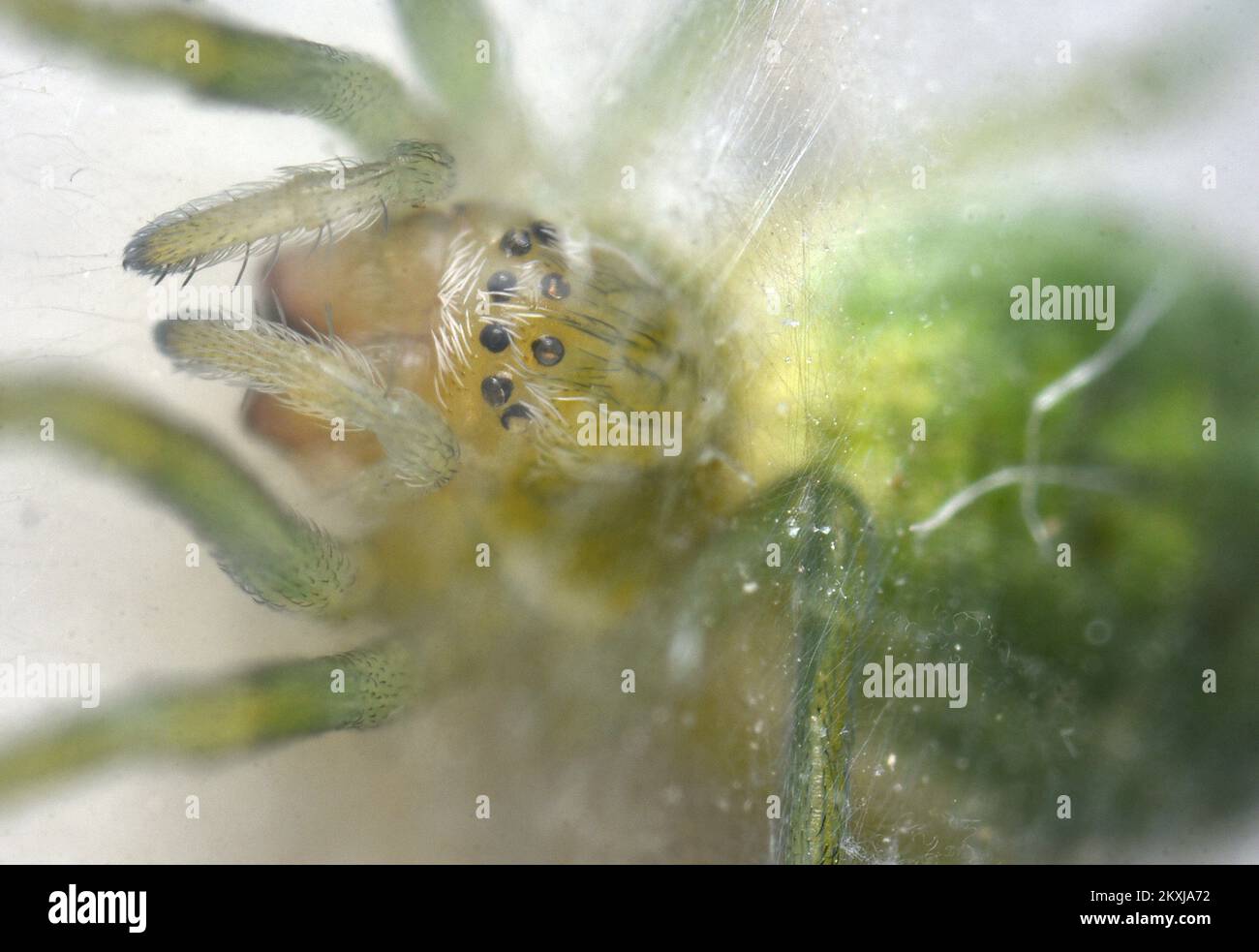 Nigma species hi-res stock photography and images - Alamy