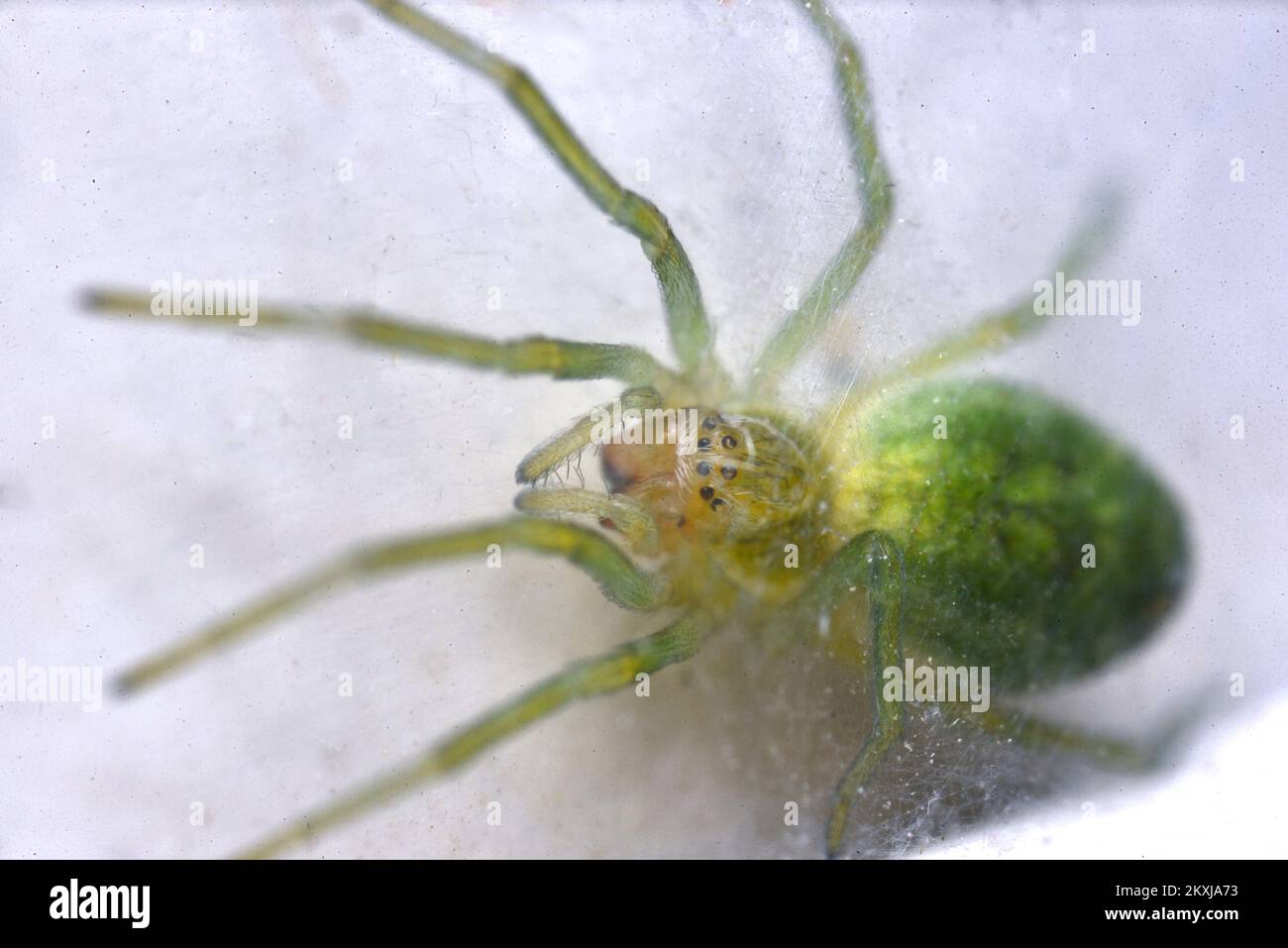 Nigma species hi-res stock photography and images - Alamy