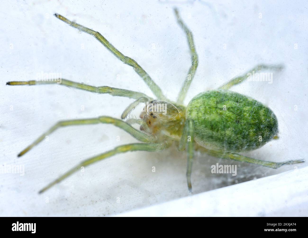 Nigma species hi-res stock photography and images - Alamy