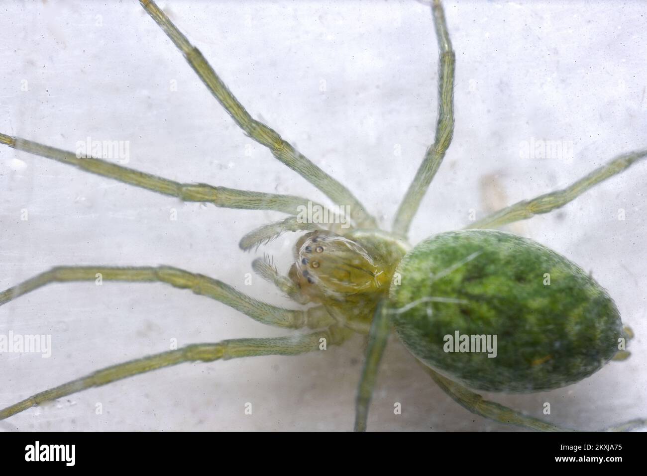 Nigma species hi-res stock photography and images - Alamy