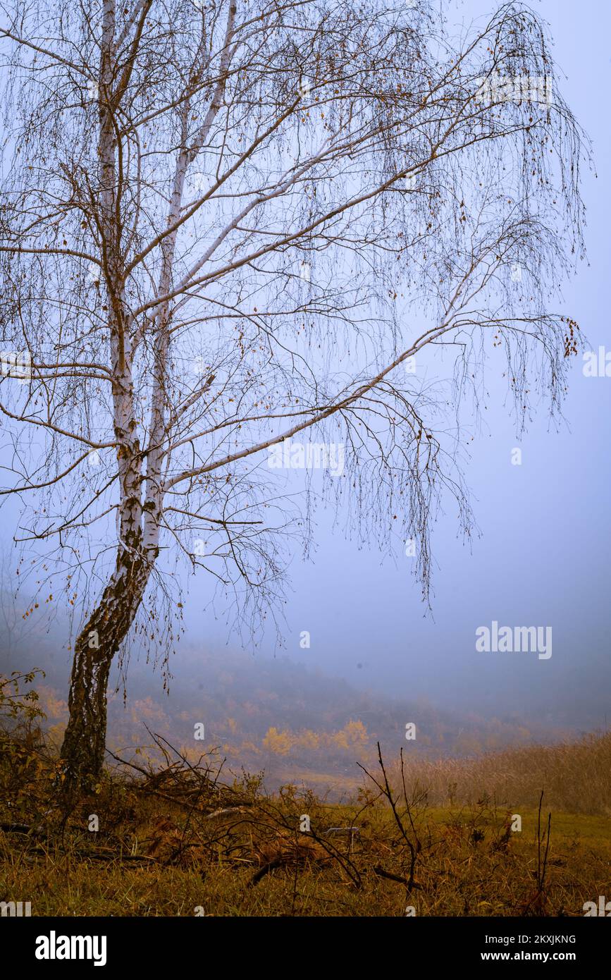 Foggy Dirt Road Beautiful Scene Misty dusk beech Autumn landscape ...