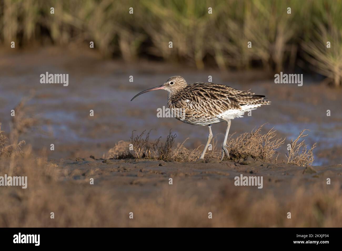 Curlew migratory birds hi-res stock photography and images - Alamy