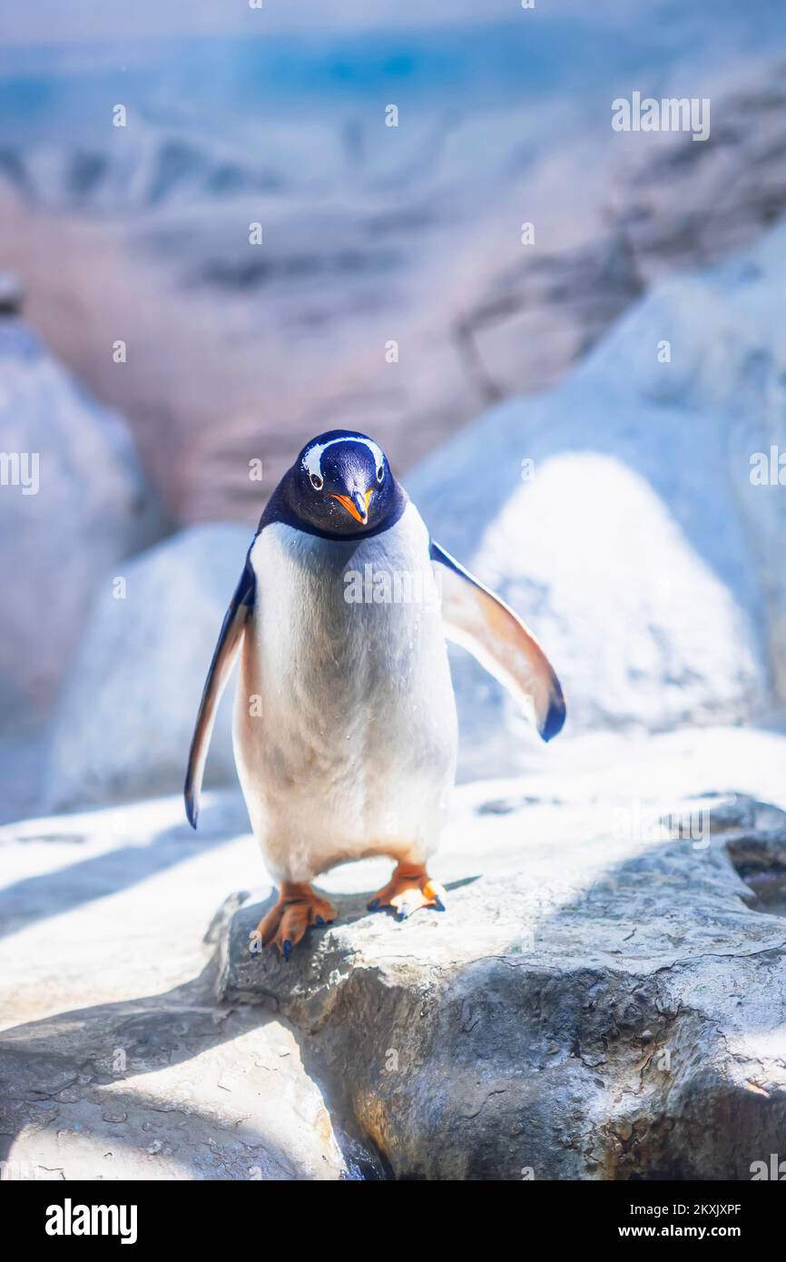Cute wet penguin against background of rocks, concept of climate change ...