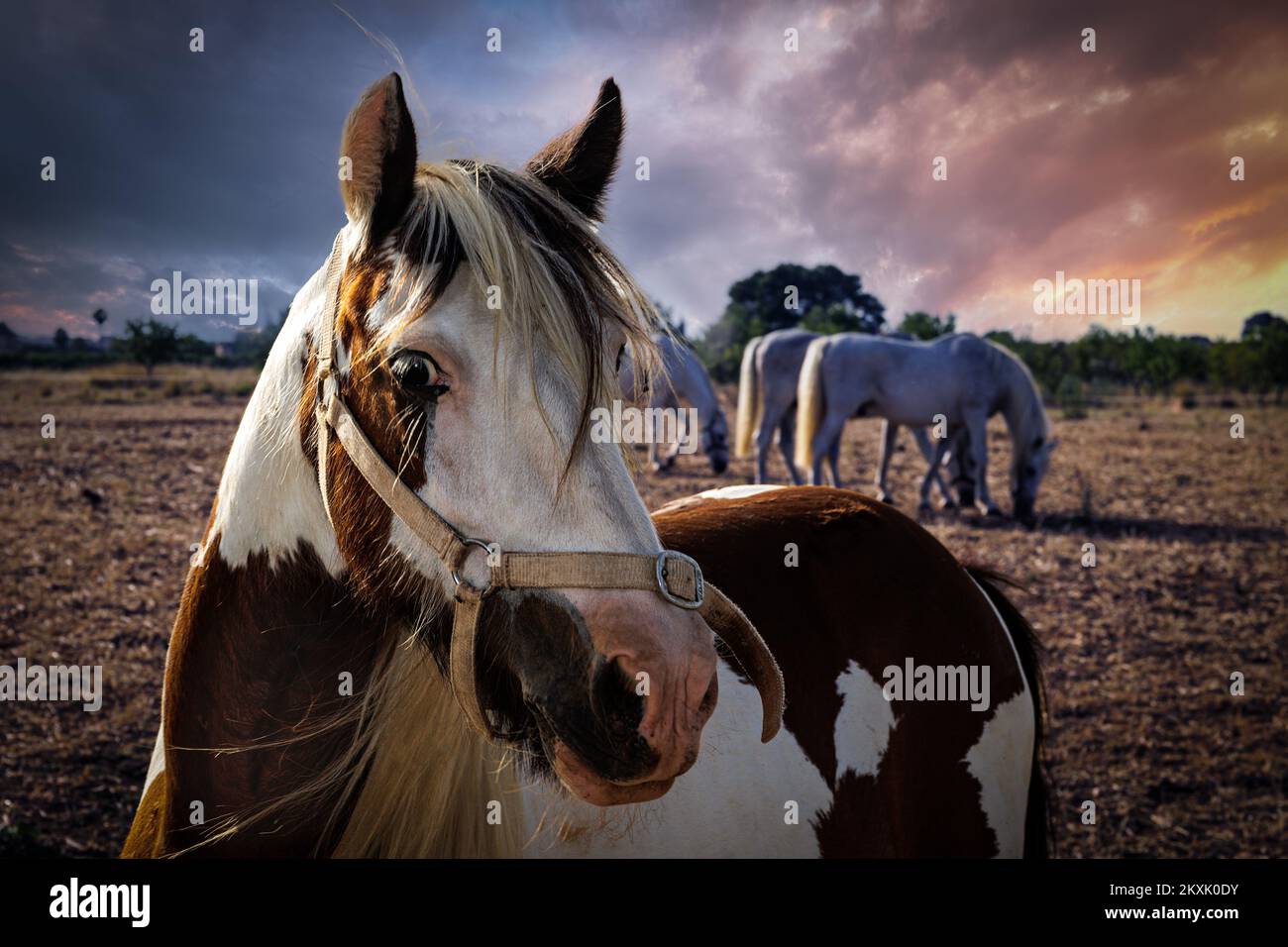 Horse, sun portrait, red mane, light colors. White horses in the ...