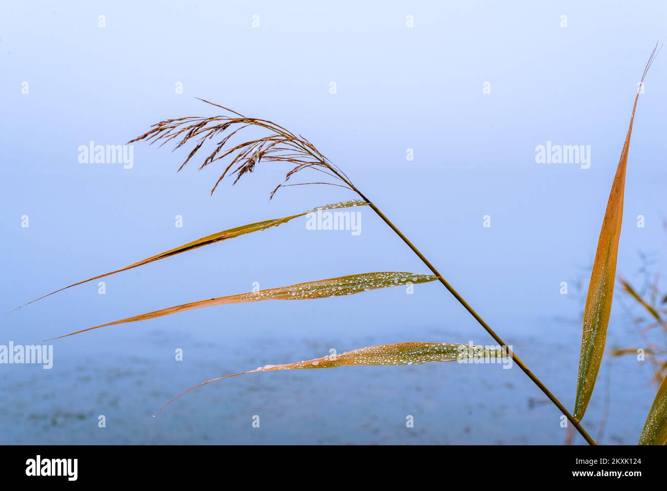 Phragmites australis pretty dried up common reed in autumn waving in ...
