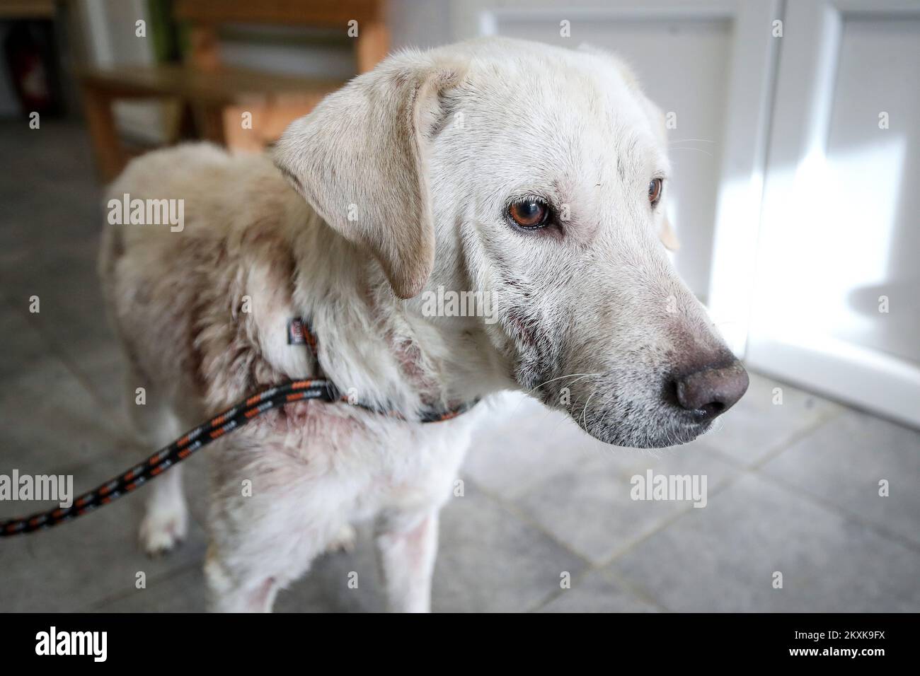 Dog Medo was rescued in Petrinja after a earthquake and now is ...