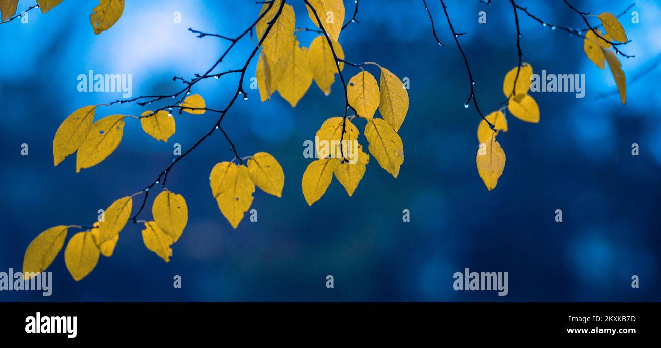 sour cherry Autumn red yellow leaves tree, branches colouring landscape ...
