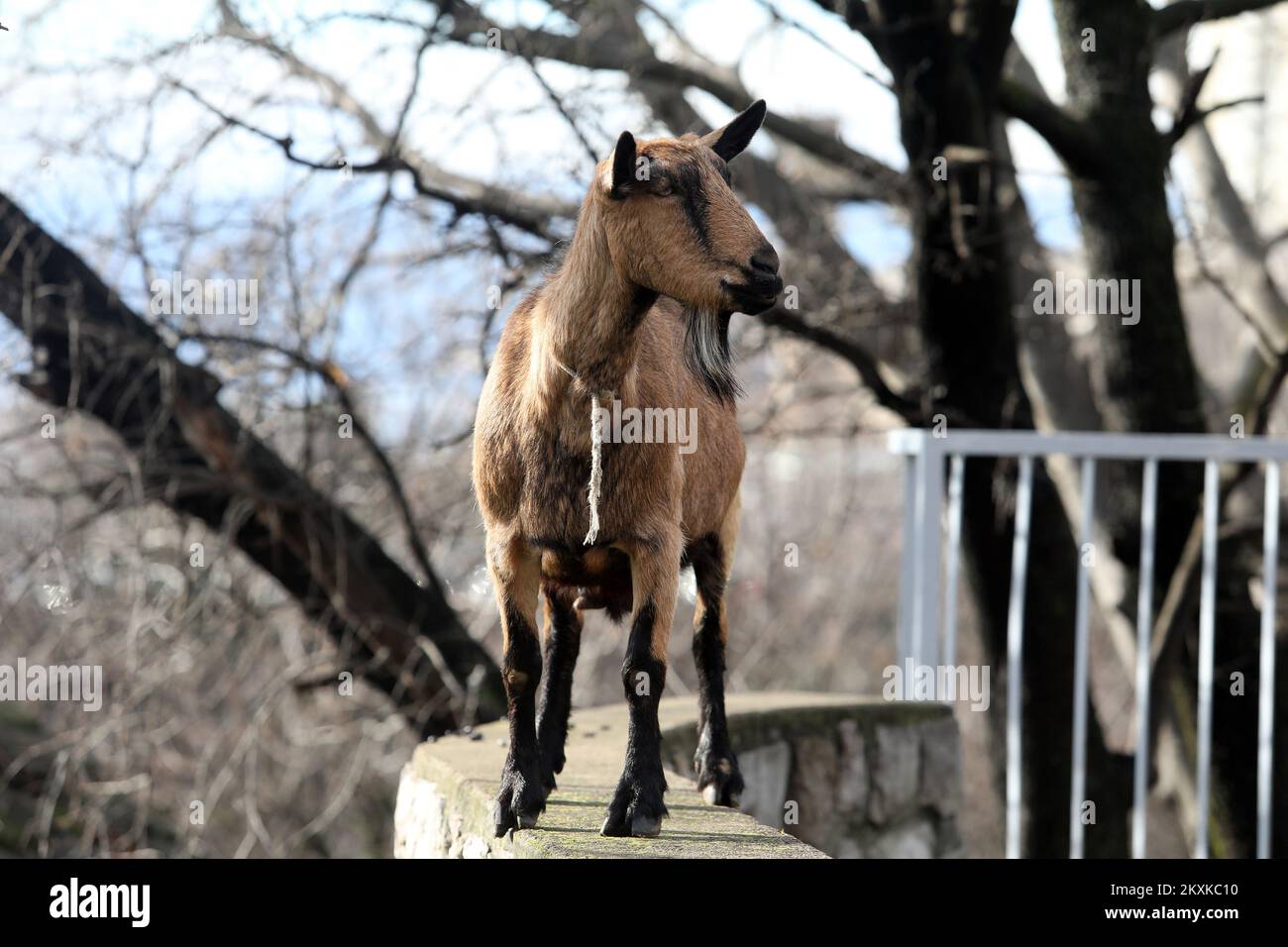 A goat seen on a children's playground in city settlement Gornja Vezica ...
