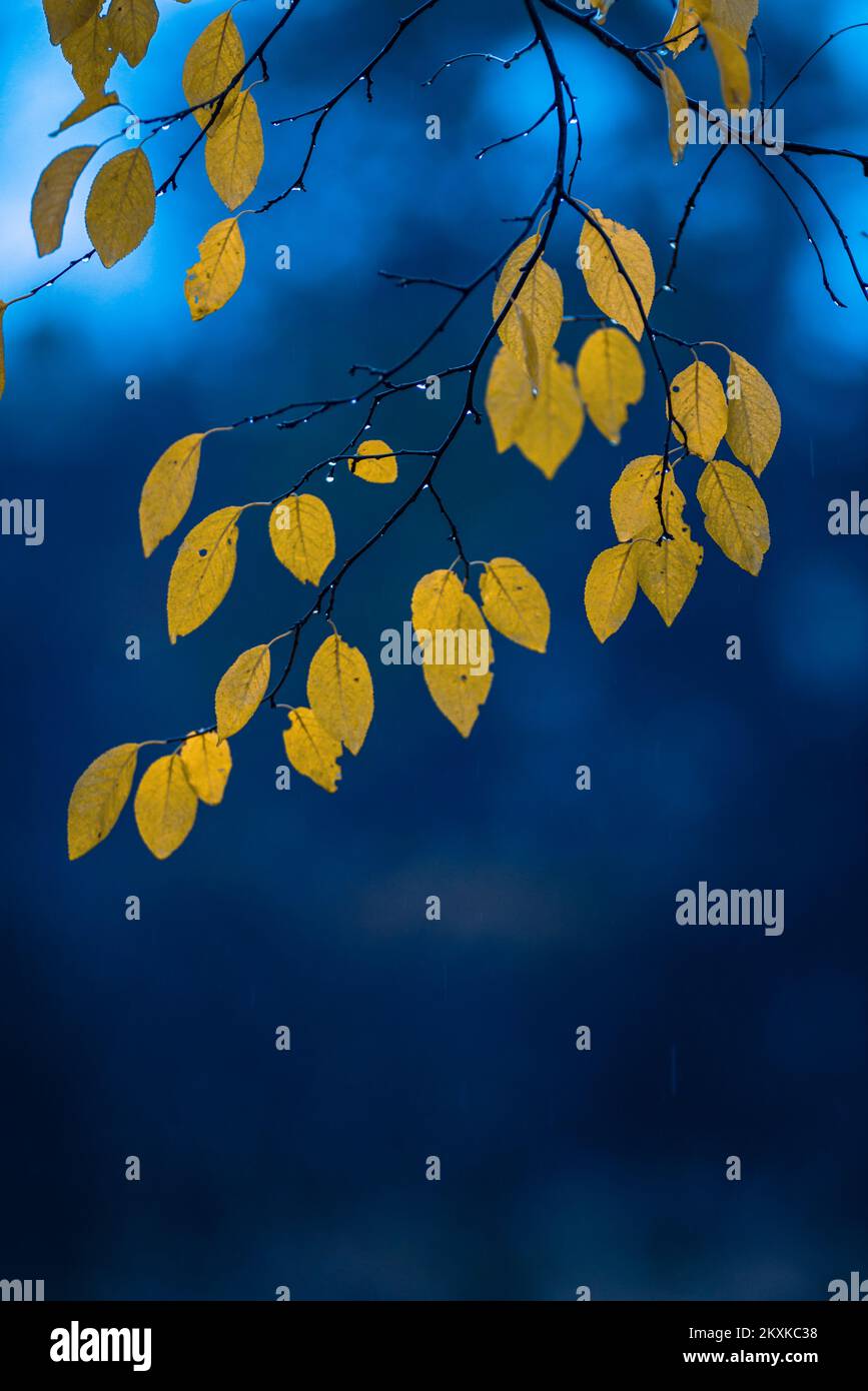 sour cherry Autumn red yellow leaves tree, branches colouring landscape ...