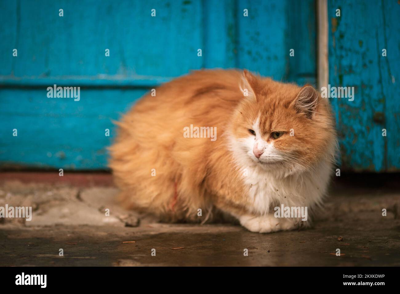 red Cat with kind green, blue eyes, Portrait cute red ginger kitten ...