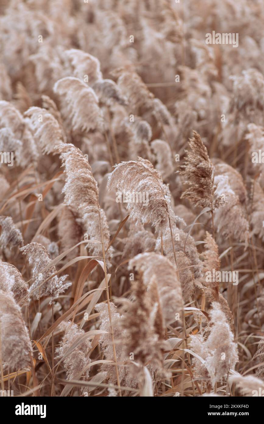 Phragmites australis pretty dried up common reed in autumn waving in ...