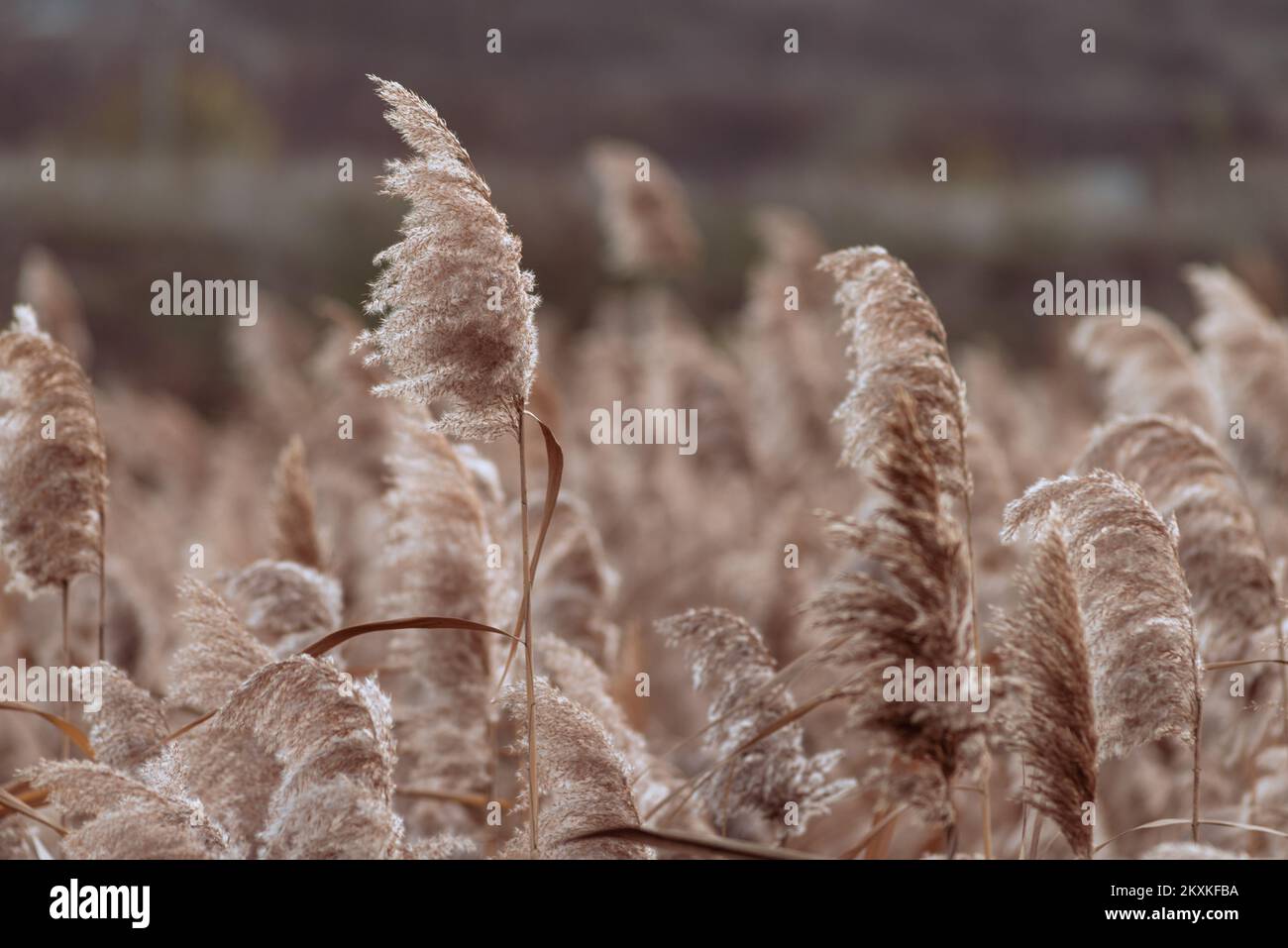 Phragmites australis pretty dried up common reed in autumn waving in ...