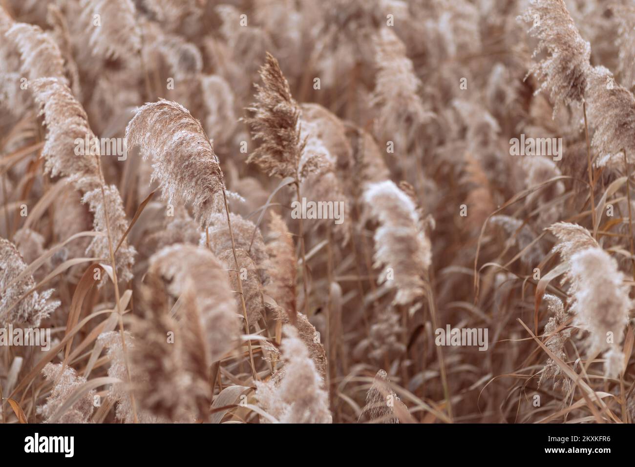 Phragmites australis pretty dried up common reed in autumn waving in ...