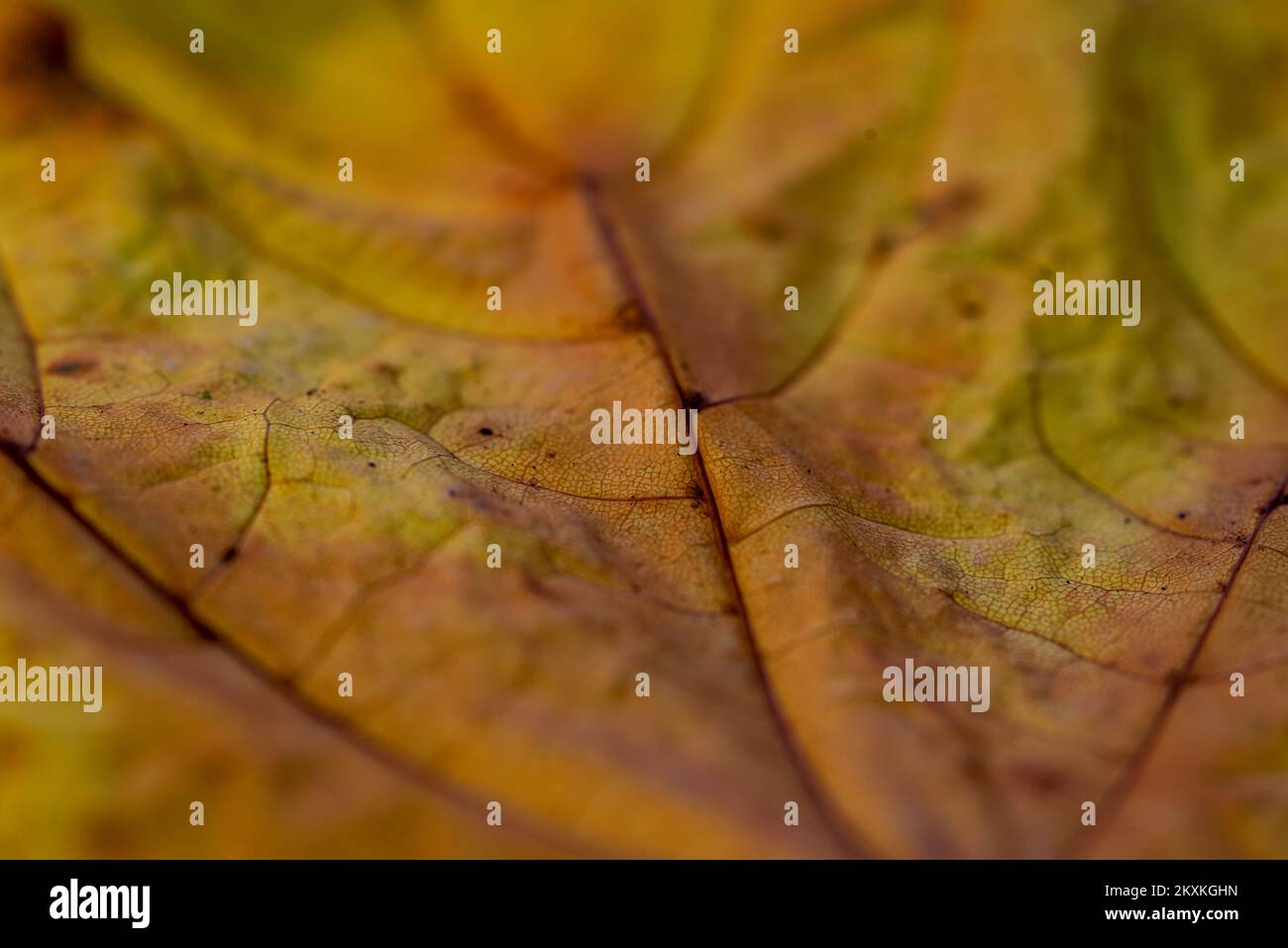 Leaf cells pattern hi-res stock photography and images - Alamy