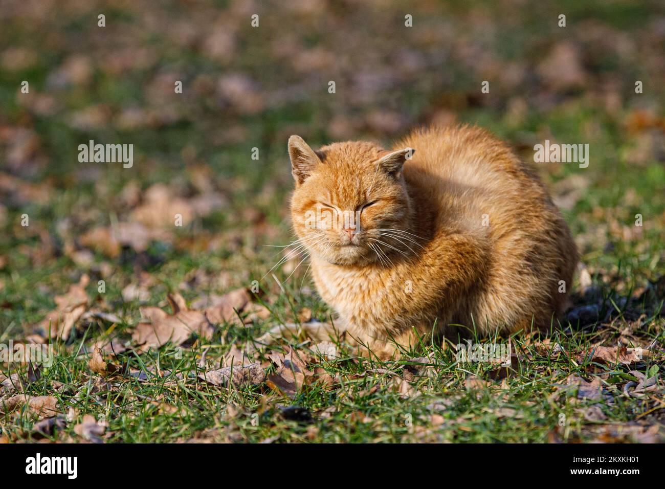 Photo taken on Jan. 13, 2021 shows a yellow cat sunbathing in a meadow ...