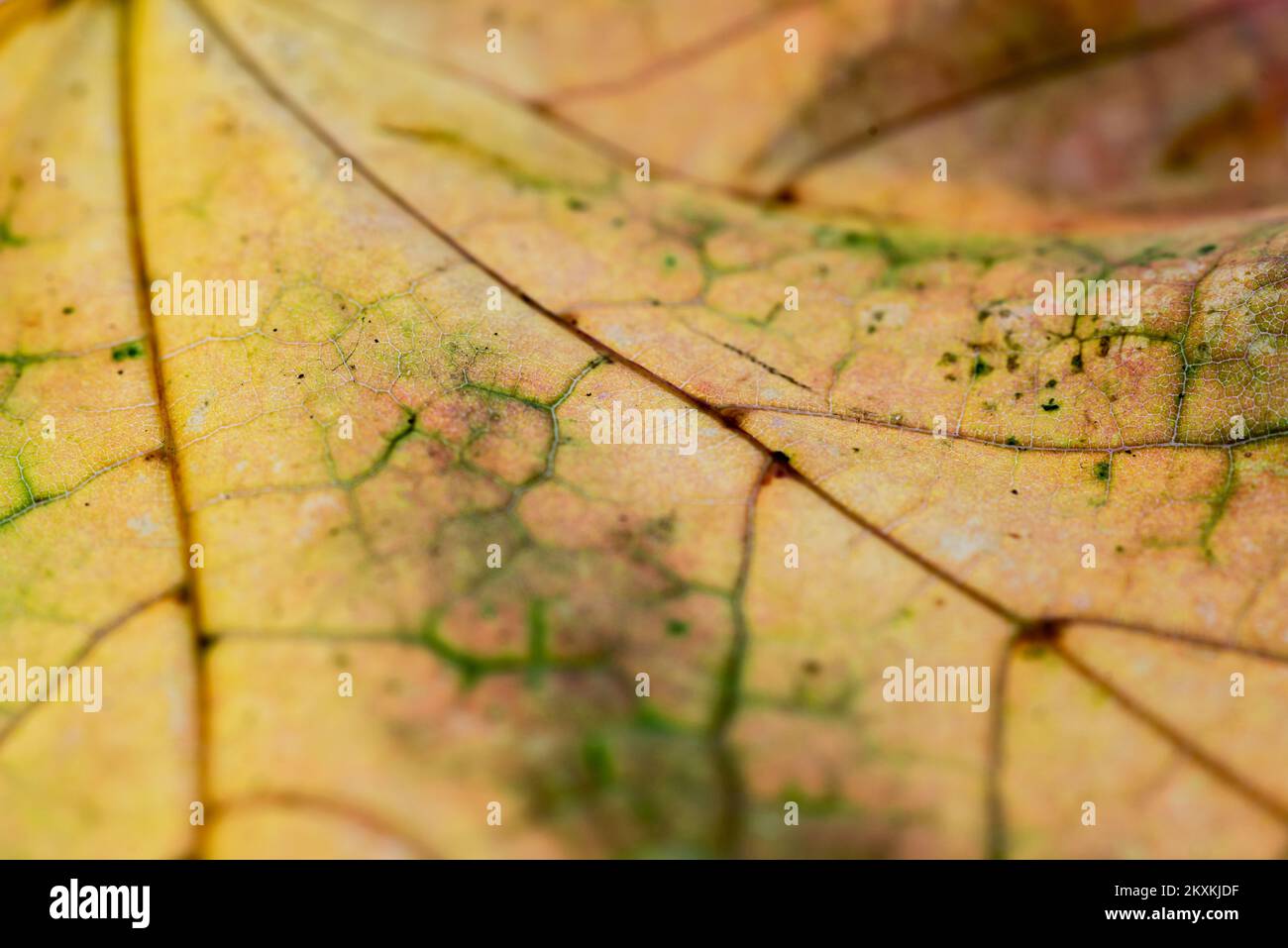 Leaf cells pattern hi-res stock photography and images - Alamy