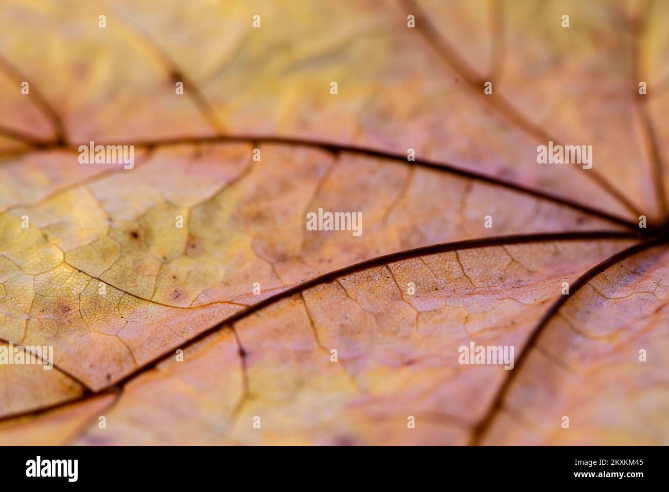 Macro shot maple leaf hi-res stock photography and images - Alamy