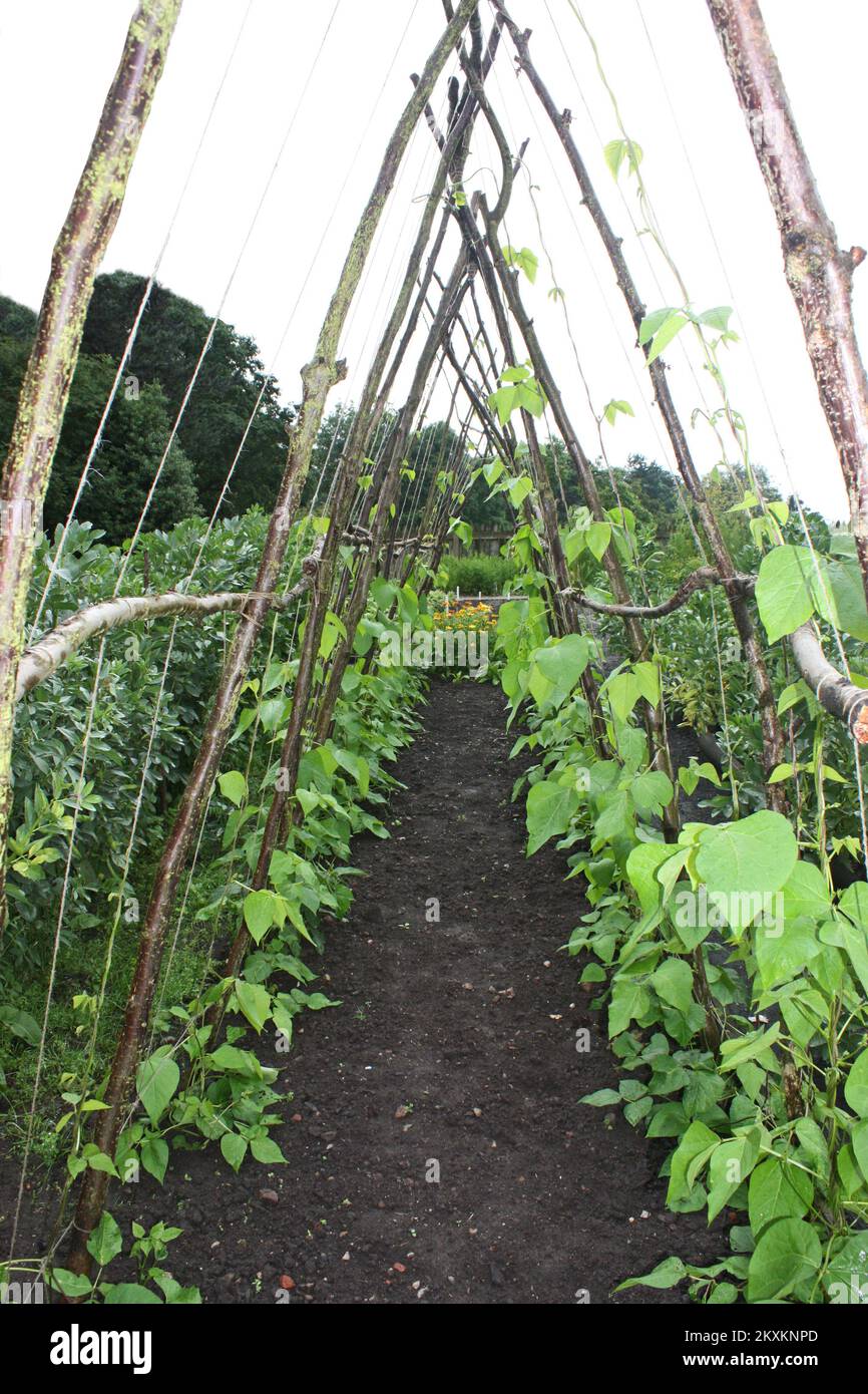 Rows of Runner Beans Growing up a Wooden Frame Stock Photo - Alamy