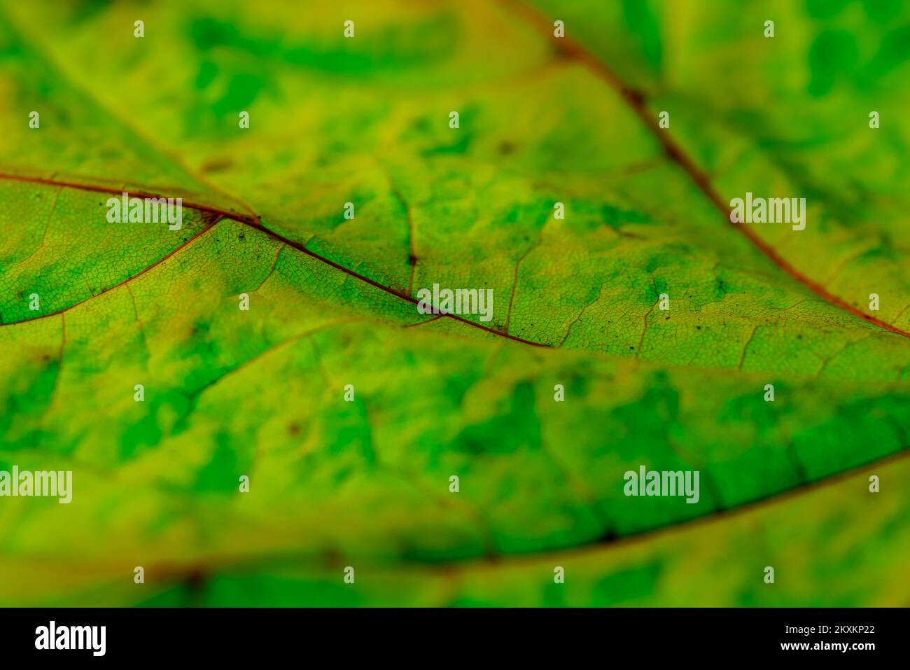 Leaf cells pattern hi-res stock photography and images - Alamy
