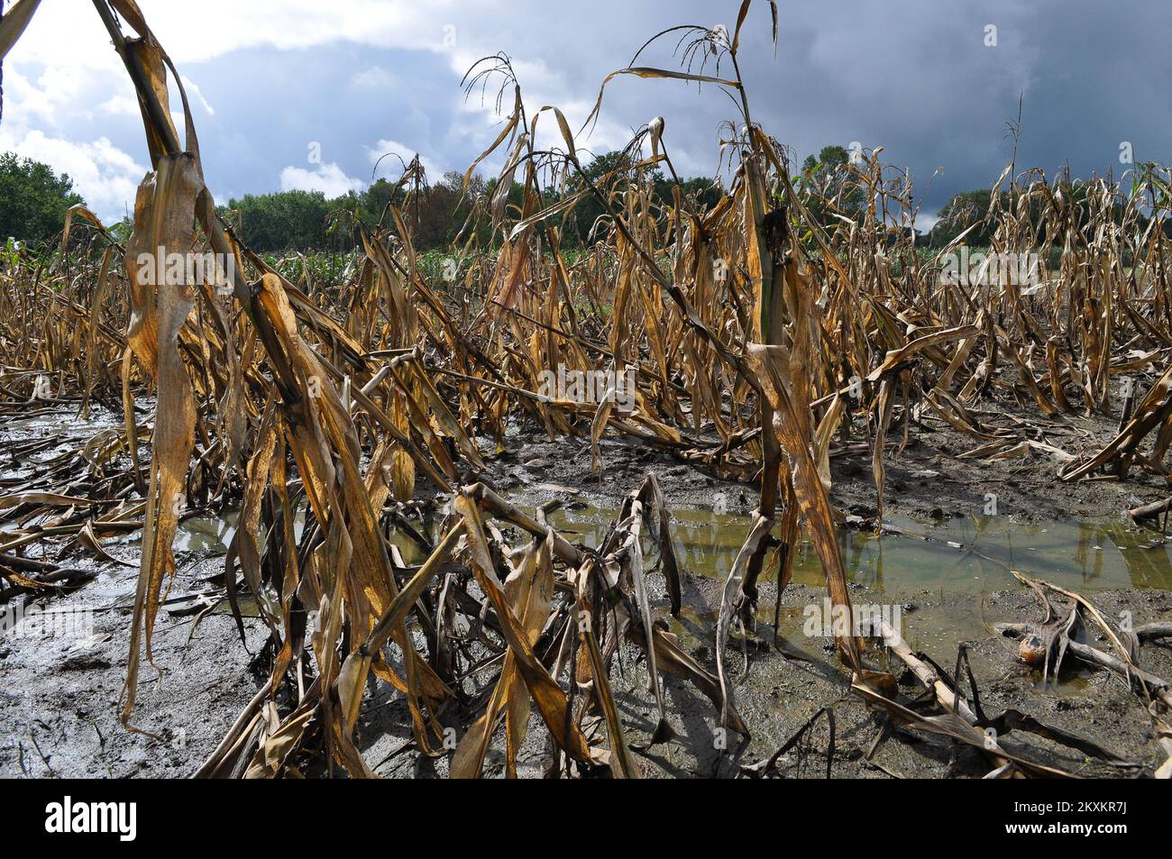 Crop loss prevention hi-res stock photography and images - Alamy
