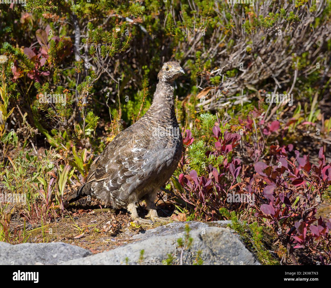 Grouse among fall colors in the meadows of Mount Rainier National Park ...