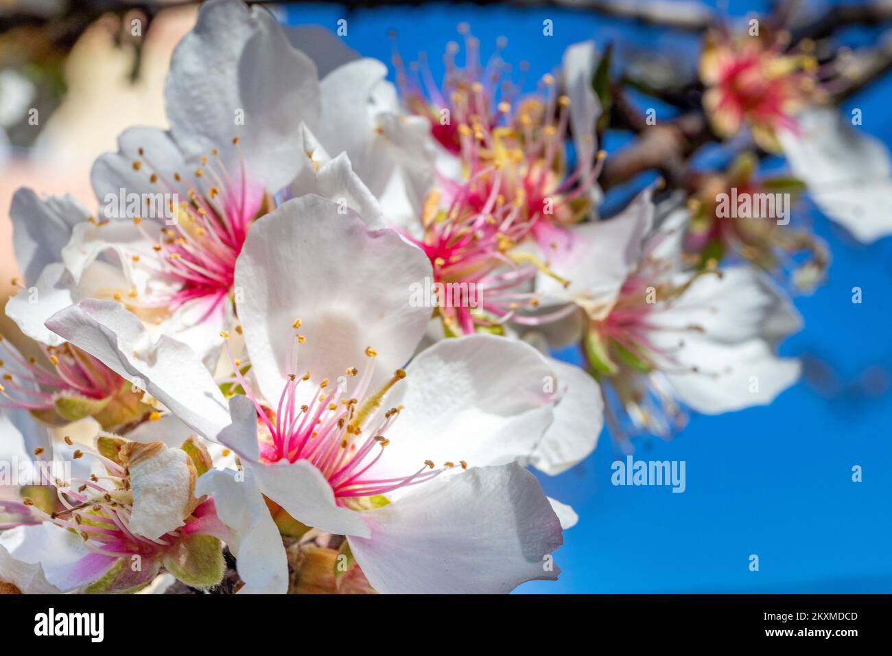 Photo taken on Februray 28, 2021 shows a branch of blooming almond ...