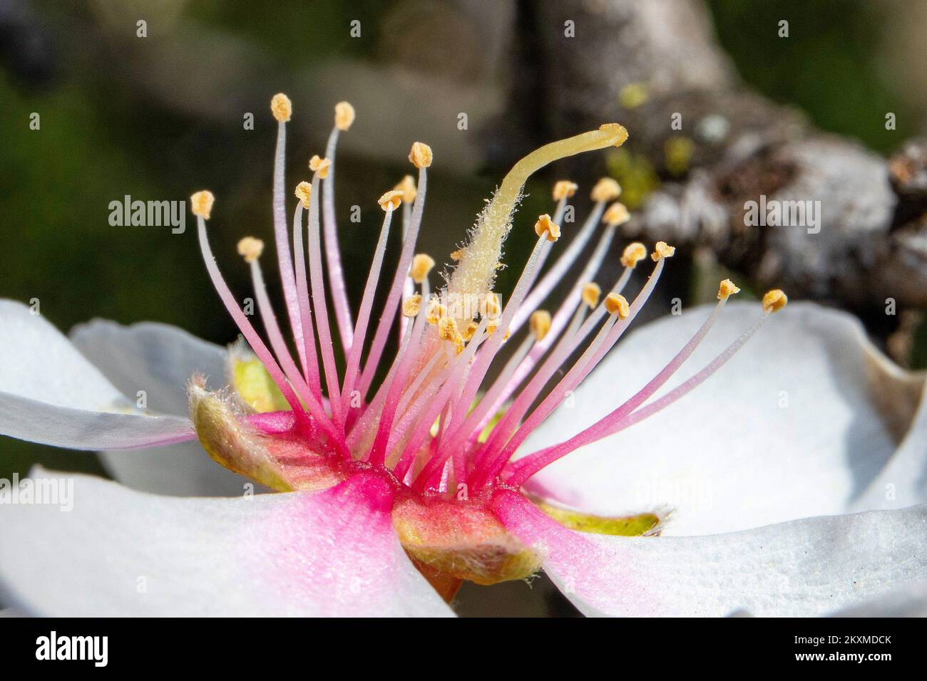 Photo taken on Februray 28, 2021 shows blooming almond blossom in Pula ...
