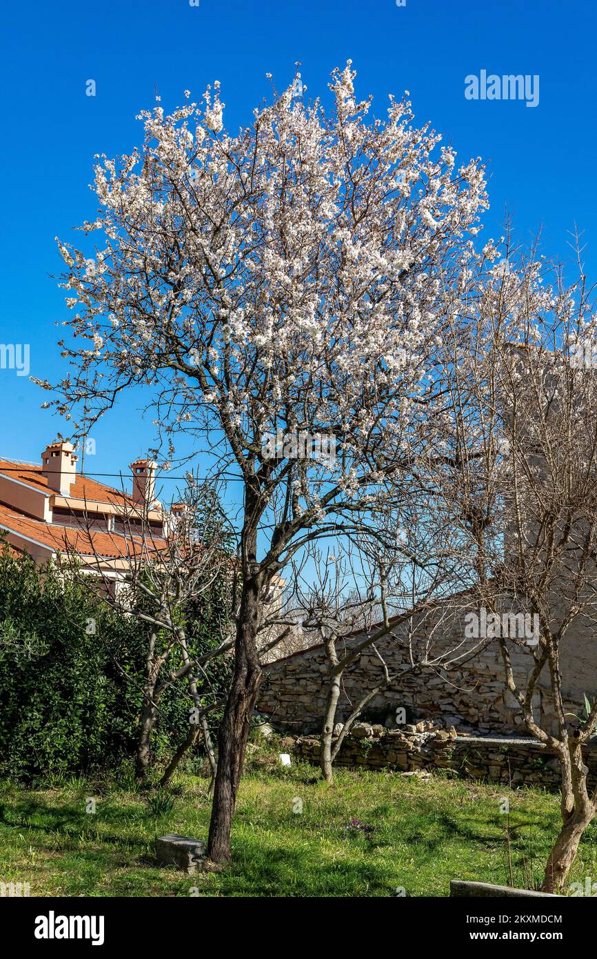 Photo taken on Februray 28, 2021 shows blooming blossoms on an almond ...